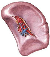 Bazo | Enciclopedia Interactiva del Abdomen Alto