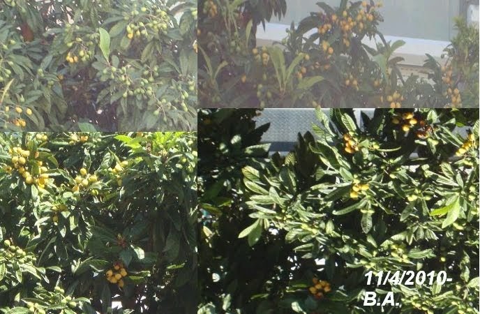 vouguinha2: A nêspera e o magnório