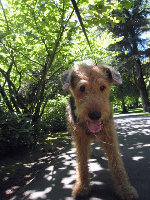 Bogart Handsome Devil, Airedale Terrier Puppy Dog Blog: Let's Make a ...