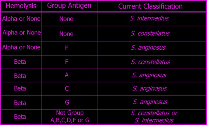 Fun With Microbiology (What's Buggin' You?): Streptococcus anginosus group