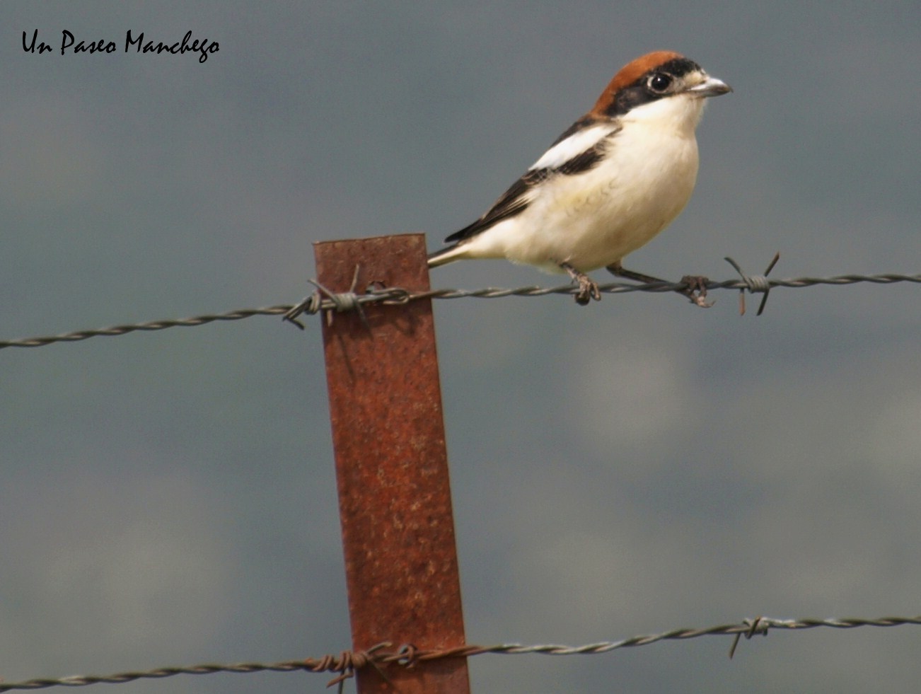 Un Paseo Manchego: El Alcaudón Común y la despensa.