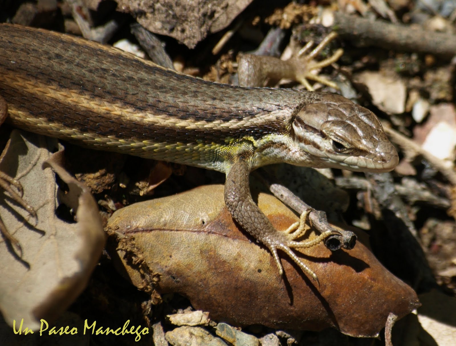 Un Paseo Manchego: Lagartija Colilarga: Colores de Celo.