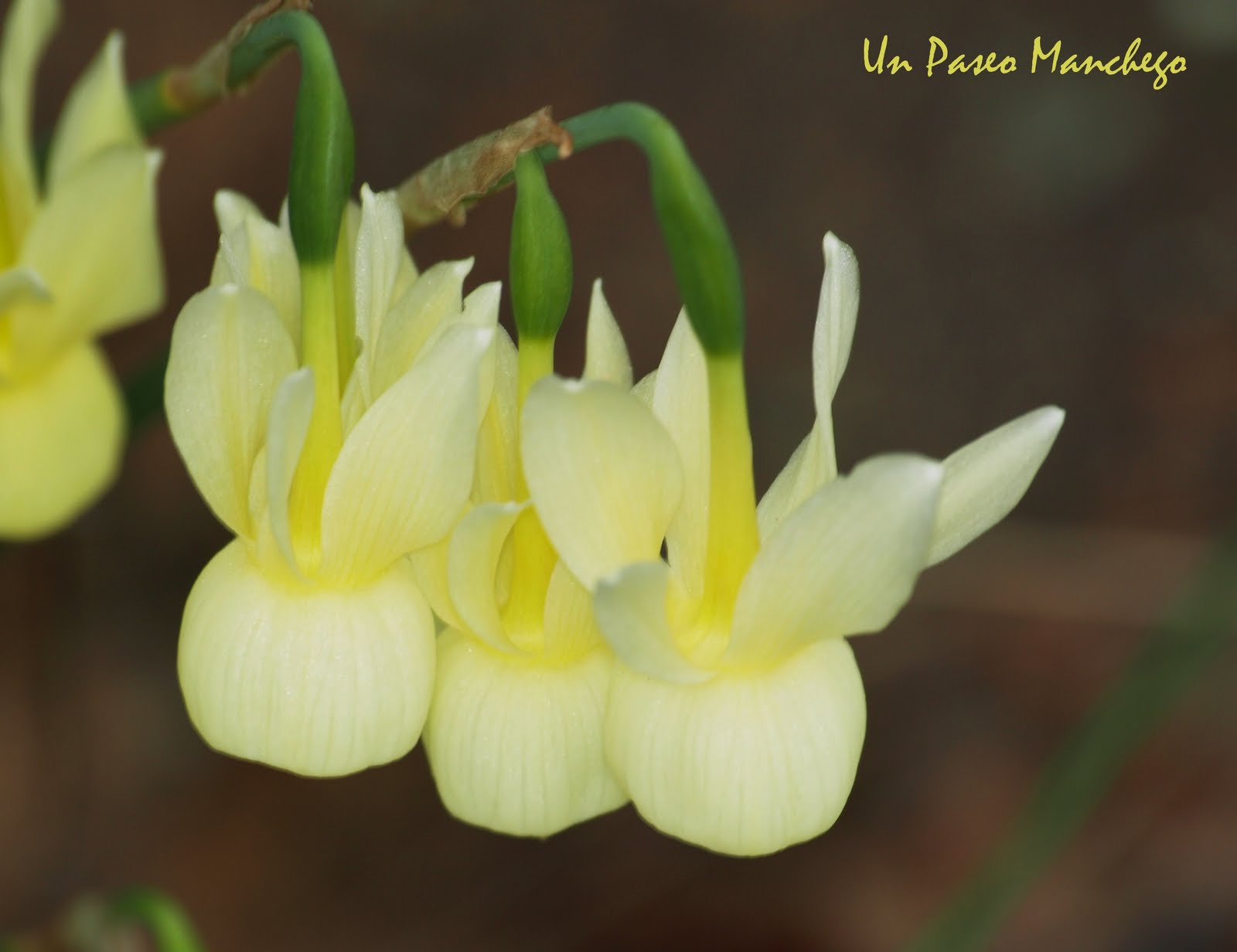 Un Paseo Manchego: Narciso Pálido (Narcissus triandrus).
