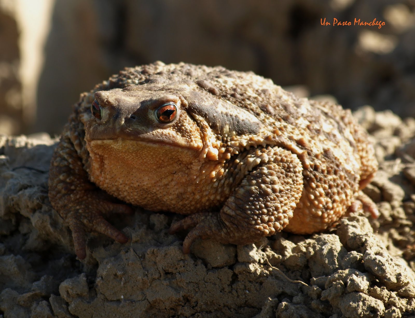 Un Paseo Manchego: Sra. de Bufo Bufo.