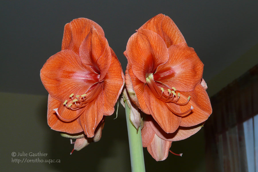 Quase secreto jardim: Amarilys