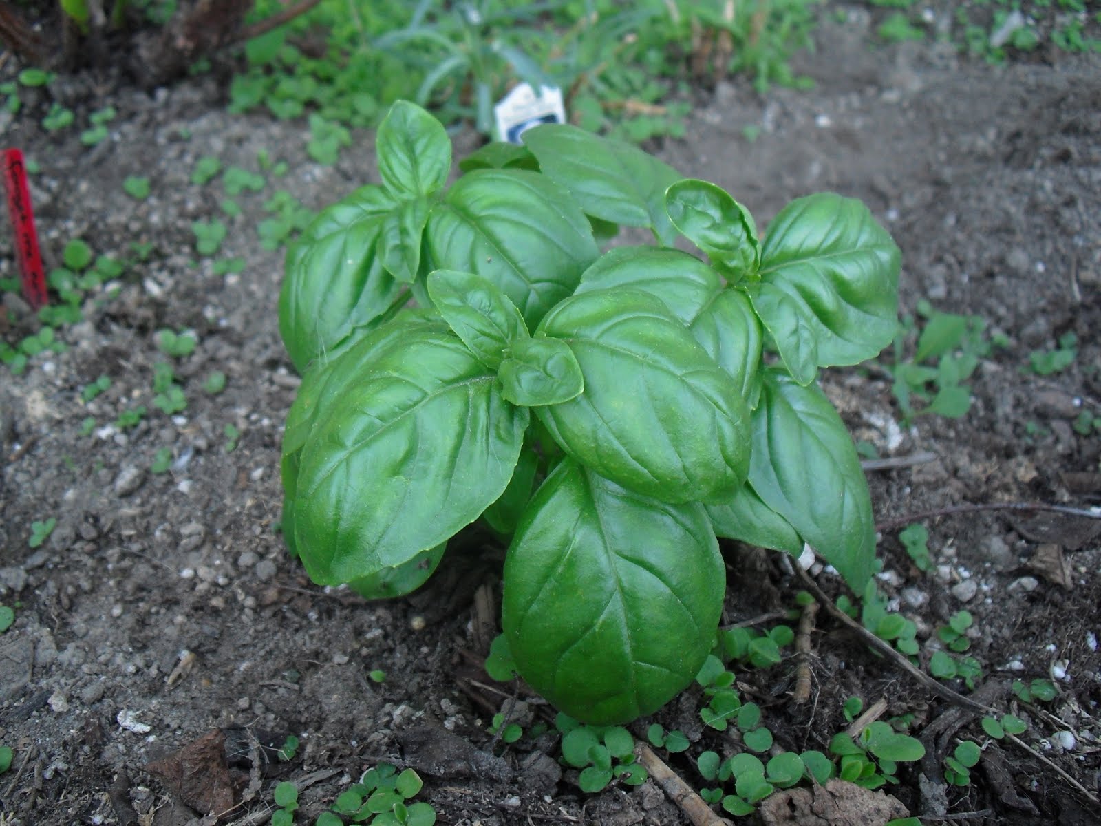 Suburban Prairie Homemaker: Garden Party and **SPECIAL GUEST STAR**