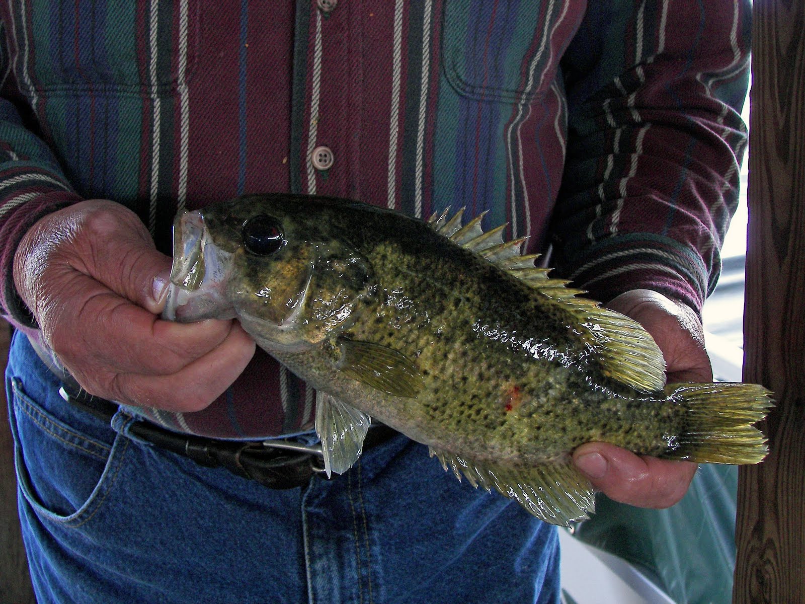 Welcome to Pontiac Cove Marina on beautiful Bull Shoals Lake ...