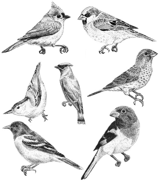 Chuck Does Art: Minnesota Song Birds