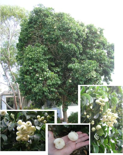 Lily-white Lilly Pilly and the Coloured Fruits*