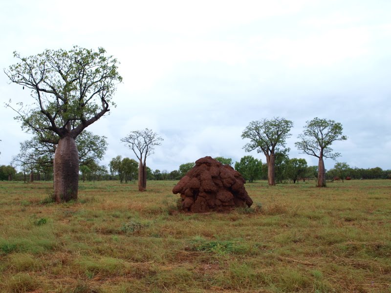 Boabs, Baobabs and Bottles