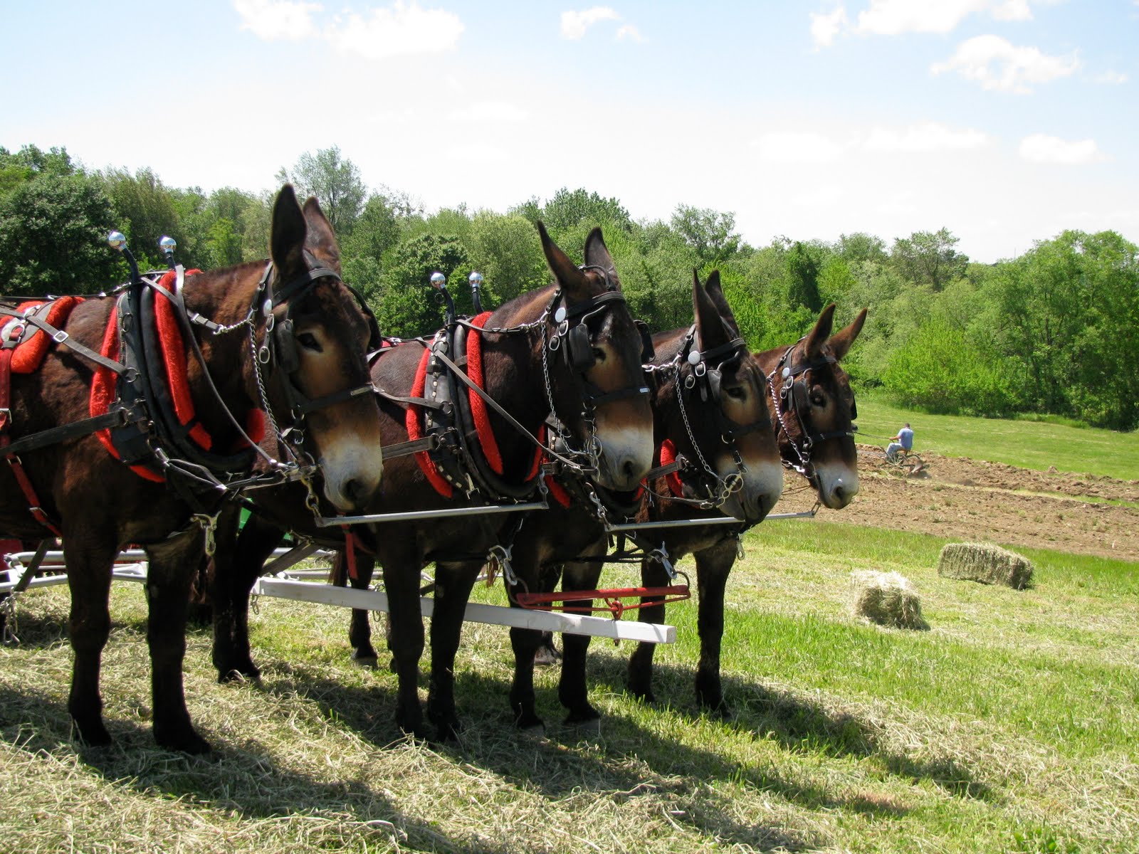 Farm Fresh Fun: Draft and Mule Field Day