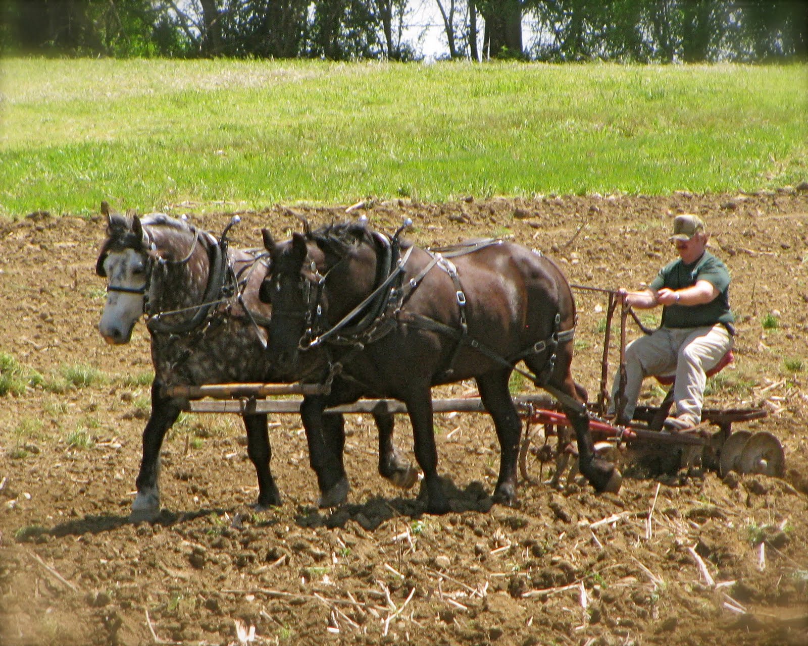 Farm Fresh Fun: Draft and Mule Field Day
