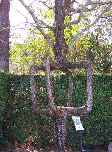 Strange Facts: Arborsculpture: Tree shaping