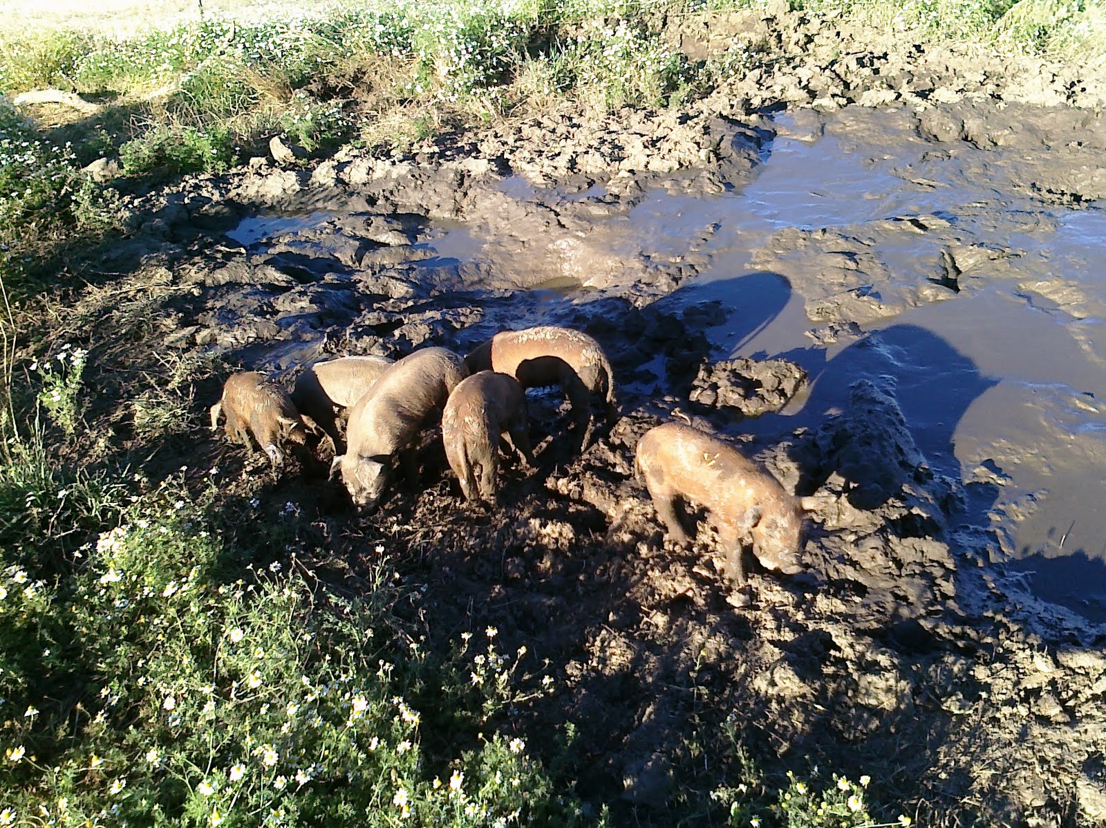 Life With Little Sprouts Farm: Baby pigs discover the mud hole