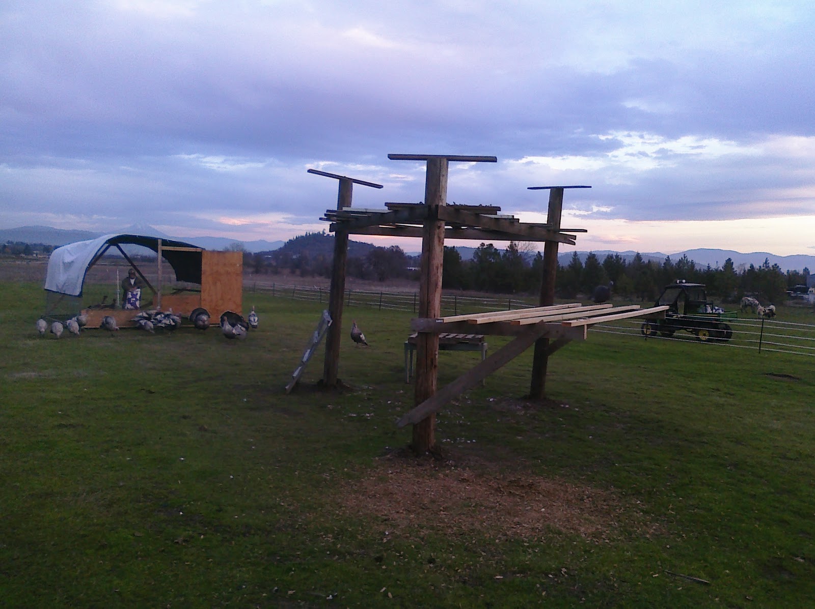 Life With Little Sprouts Farm: Turkey Roost "tree" gets added side roost