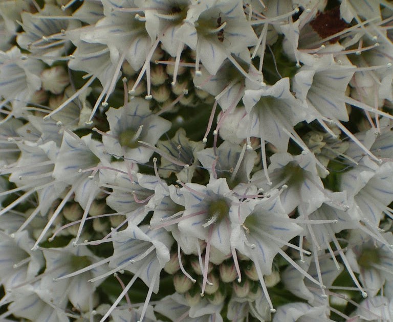 Echium simplex DC.