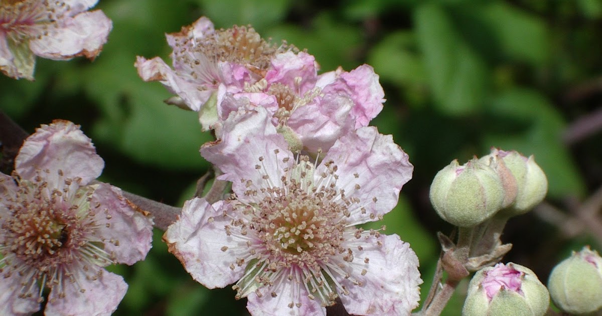 Rubus ulmifolius