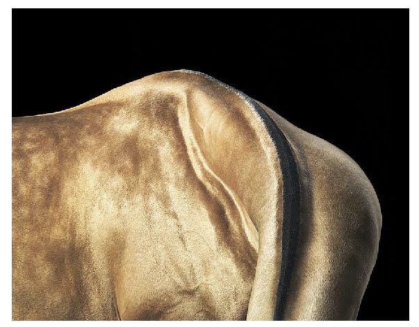 signed by tina: Introducing.....Tim Flatch!