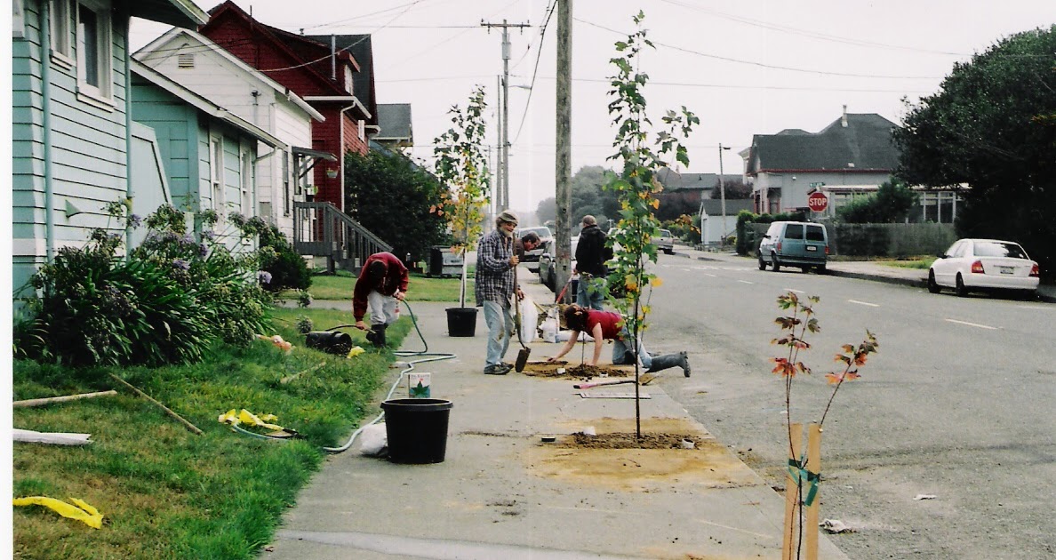 Street Tree Planting Strategy at Manuel Breeden blog