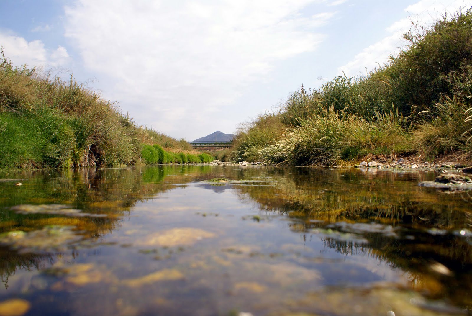 pantano ntic: Flora de pantano