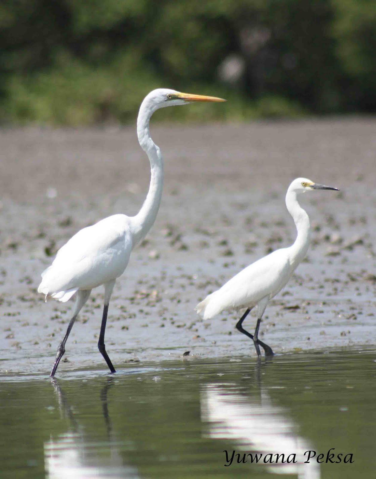 Urban Wildanimal: Kuntul Besar/Cangak Besar