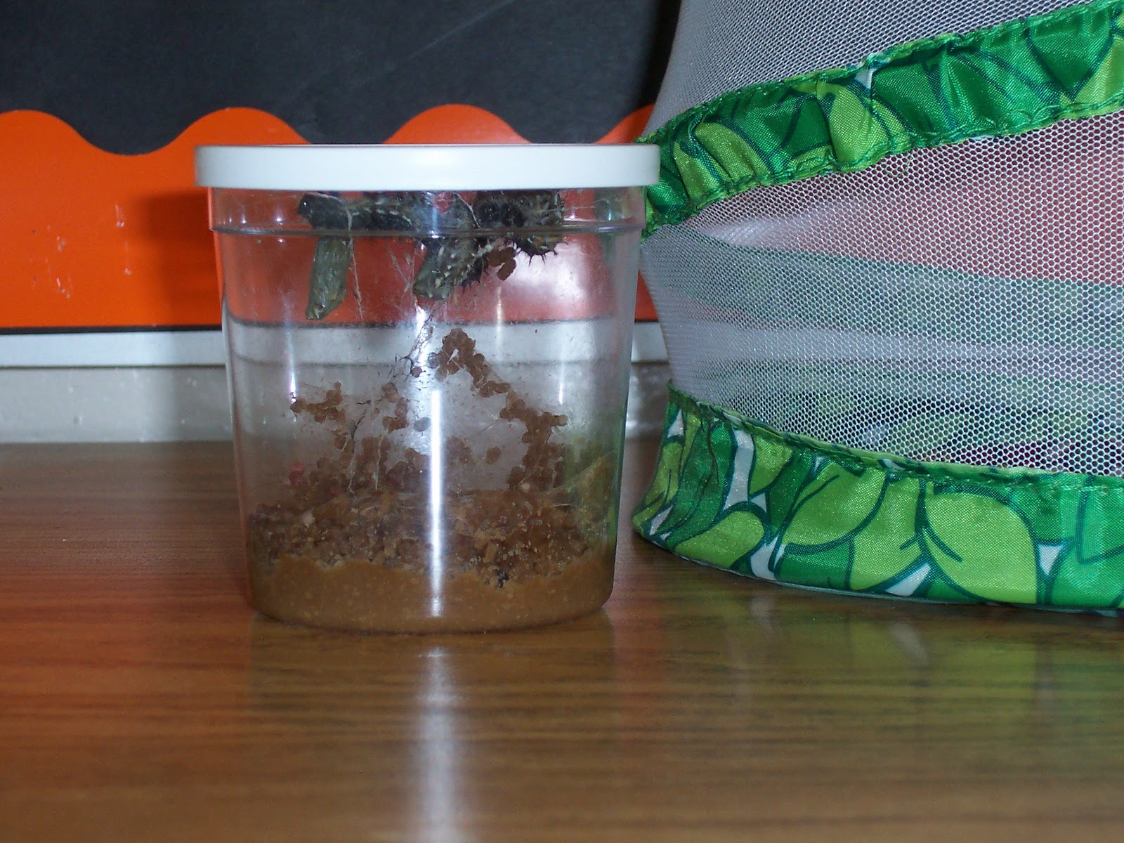 Mr. Stahl's Kindergarten...: Caterpillars to Butterflies...