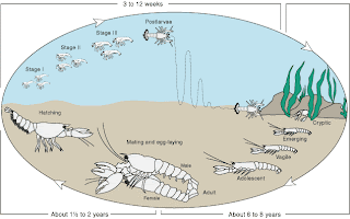 Lobster cage culture: Introducing Homarus gammarus