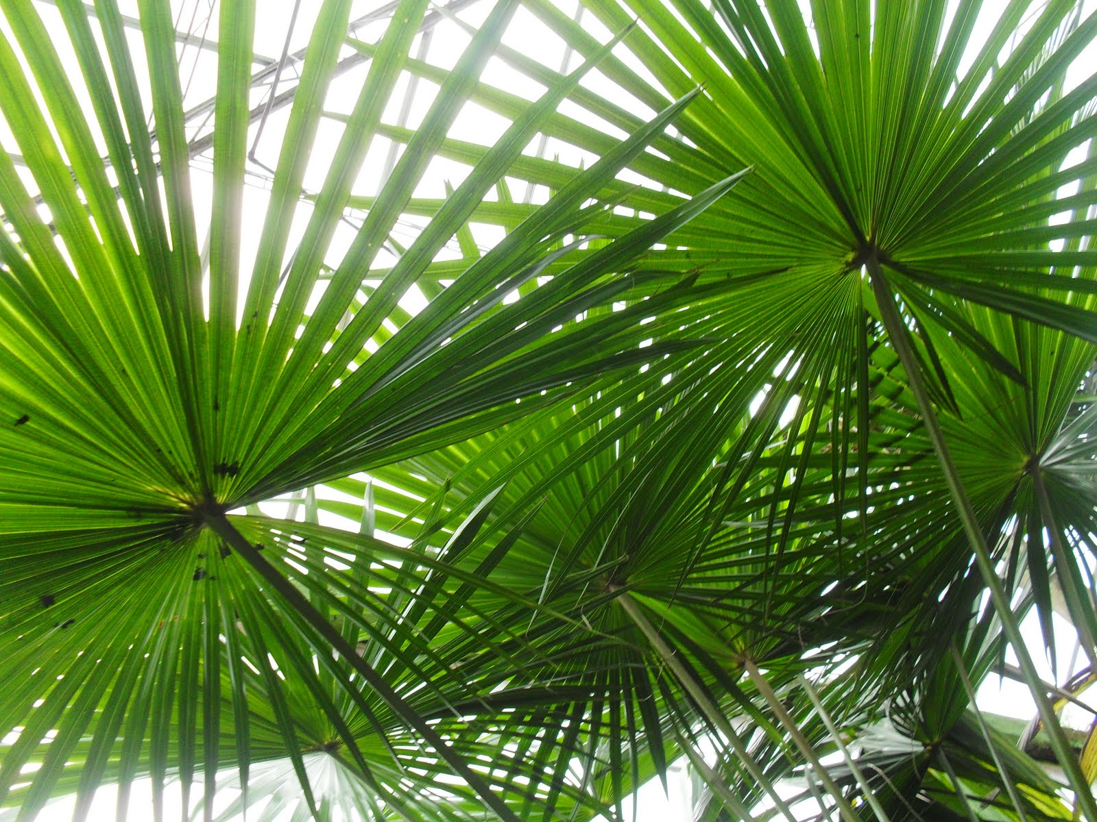 Reinos animal y vegetal: SELVA HUMEDA TROPICAL