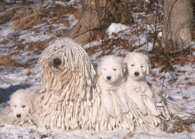 Extreme Dog Breeds: Komondor