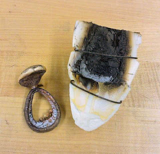 Misadventures in Casting: Cuttlefish Bone Casting Experience