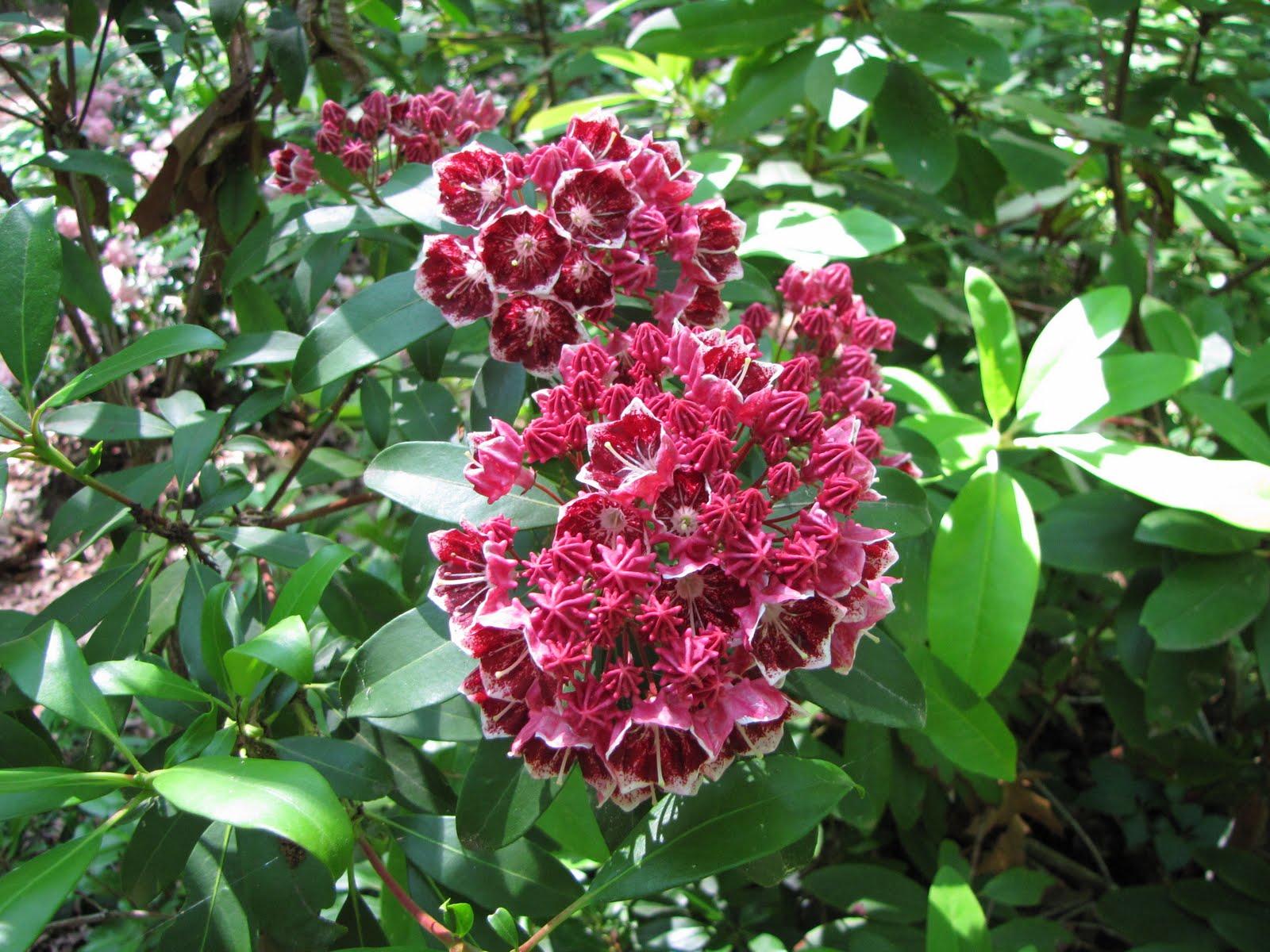 SUE'S ESCAPE FROM CANCERLAND: Peonies and Mountain Laurel