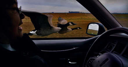 Geese Enjoy Racing alongside Car