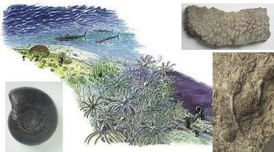 Ъгълче: Биостратиграфия и ръководни вкаменелости.