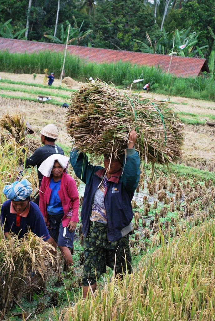 Sinning in Singapore: Recipe: Balinese-style Yellow Rice
