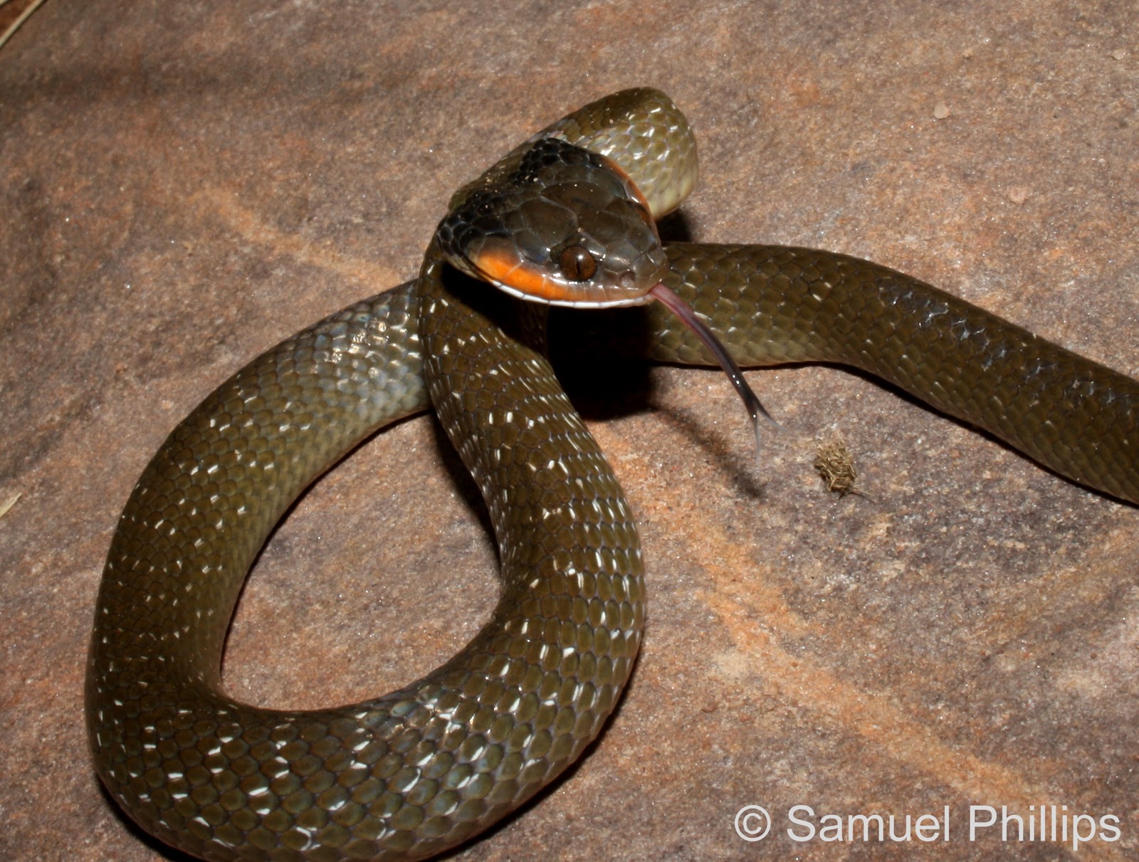 Live to tell: Shongweni Mission 31/10/2010