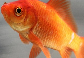Bob, My Talking Goldfish