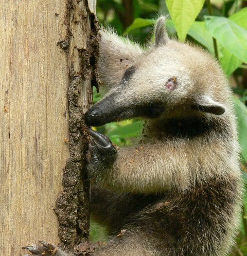 TAMANDUA World: Behavioral and eating habits