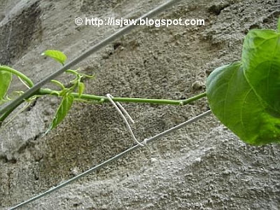 Practical Gardening: How to Train Vines to a Garden Trellis