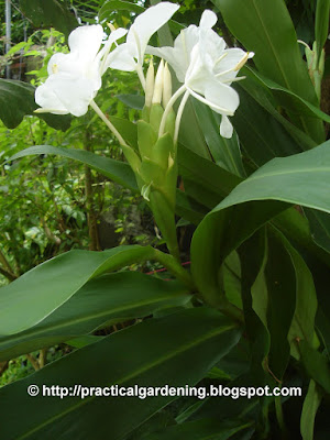 Practical Gardening: Camia or White Ginger (Hedychium philippinense or ...