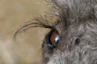 The Poodle Chronicles: Eye o' the Pood