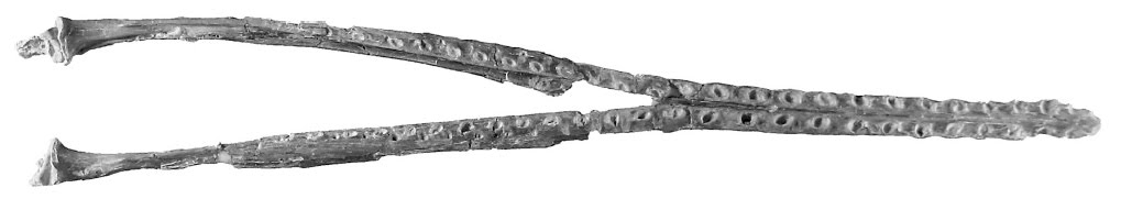 Love in the Time of Chasmosaurs: Ahoy hoy, Aetodactylus!