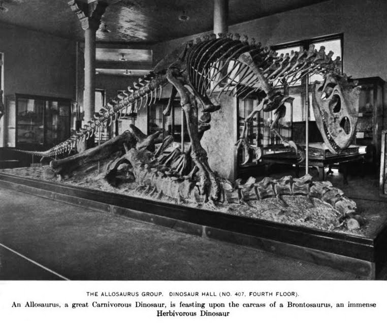Love in the Time of Chasmosaurs: Allosaurus, Now and Then