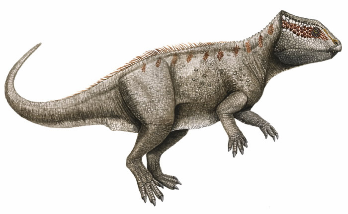 Love in the Time of Chasmosaurs: Yinlong and the Roots of the ... Love in the Time of Chasmosaurs: Yinlong and the Roots of the ...