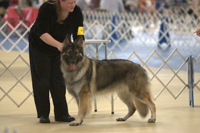 Sparta ISSA Shiloh Shepherds: Welcome to the Sparta Shilohs Contact Site!