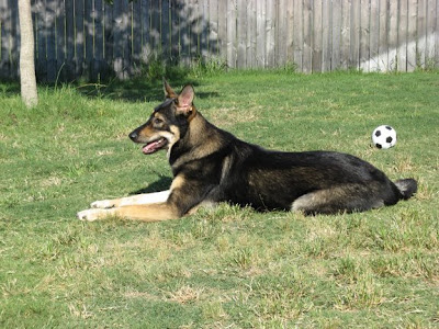 Sparta ISSA Shiloh Shepherds