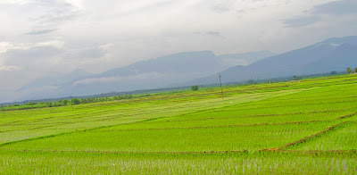 Prabhu Ramakrishnan: pollachi