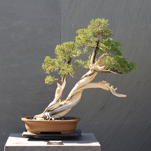 Bonsai Plant: Upright Straight ( Chokkan?)