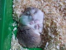 Pet Animals: How Hamster Farming