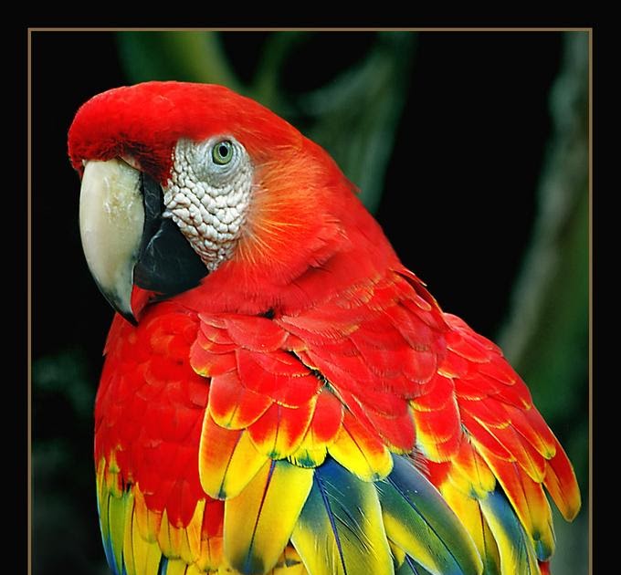 TIENDA DE ANIMALES: Papagallo..............................