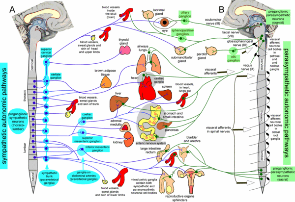 Health Article: Anatomy and Physiology Of Nervous System